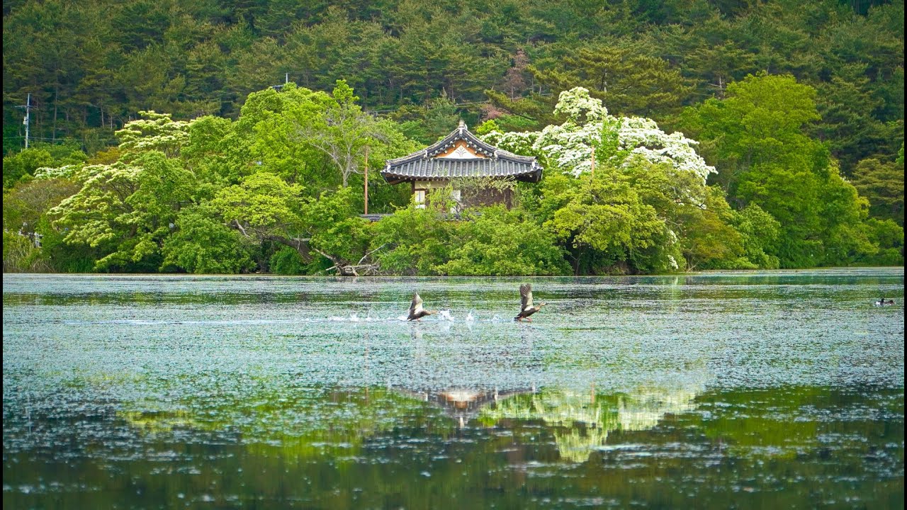 Miryang Wiyang Pond 위양지((UHD 4K)) - YouTube