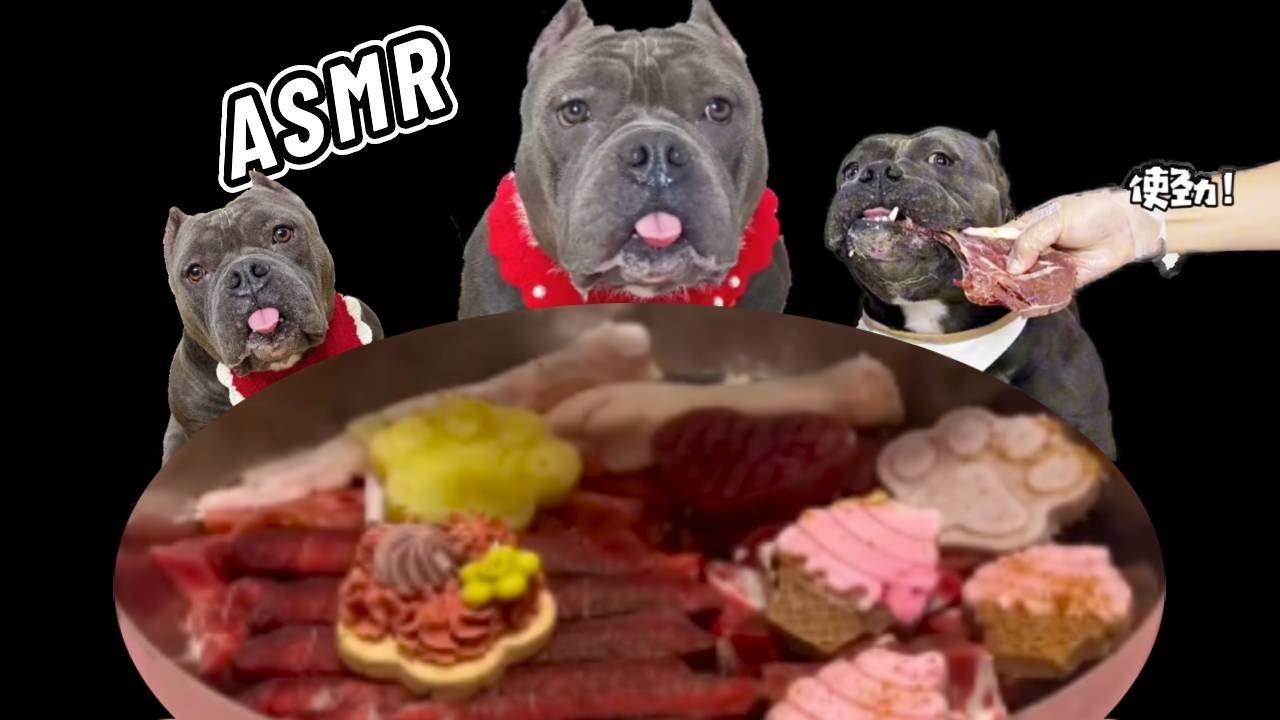 【Dog Mukbang ASMR】Alaska and Bully Dogs Eat Immersively Together #ASMR ...