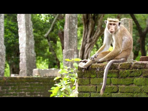 The Carefree Days Are Over for These Adolescent Monkeys - YouTube