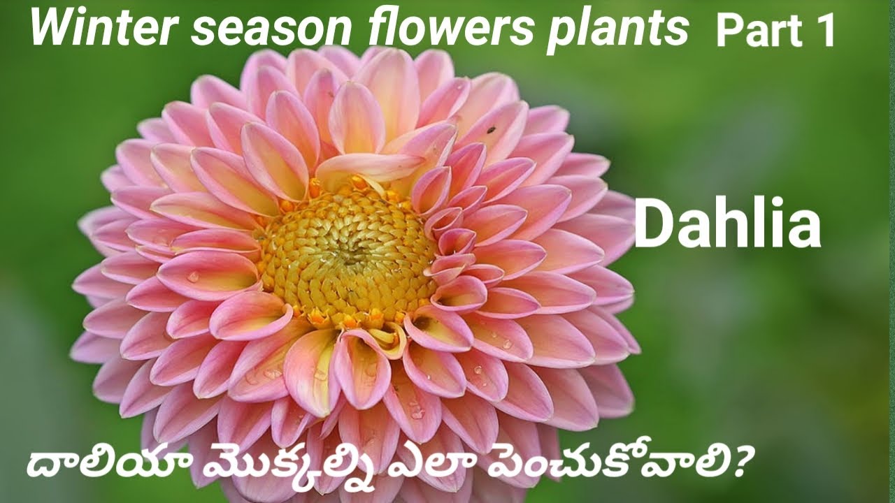 How to Grow Dahlia from Seeds/How to Care Dahlia Plants/Complete ...