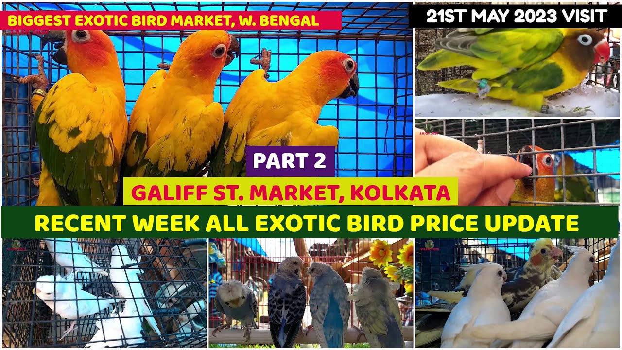 Recent Week All Exotic Bird Price Update | Galiff Street Cheapest ...