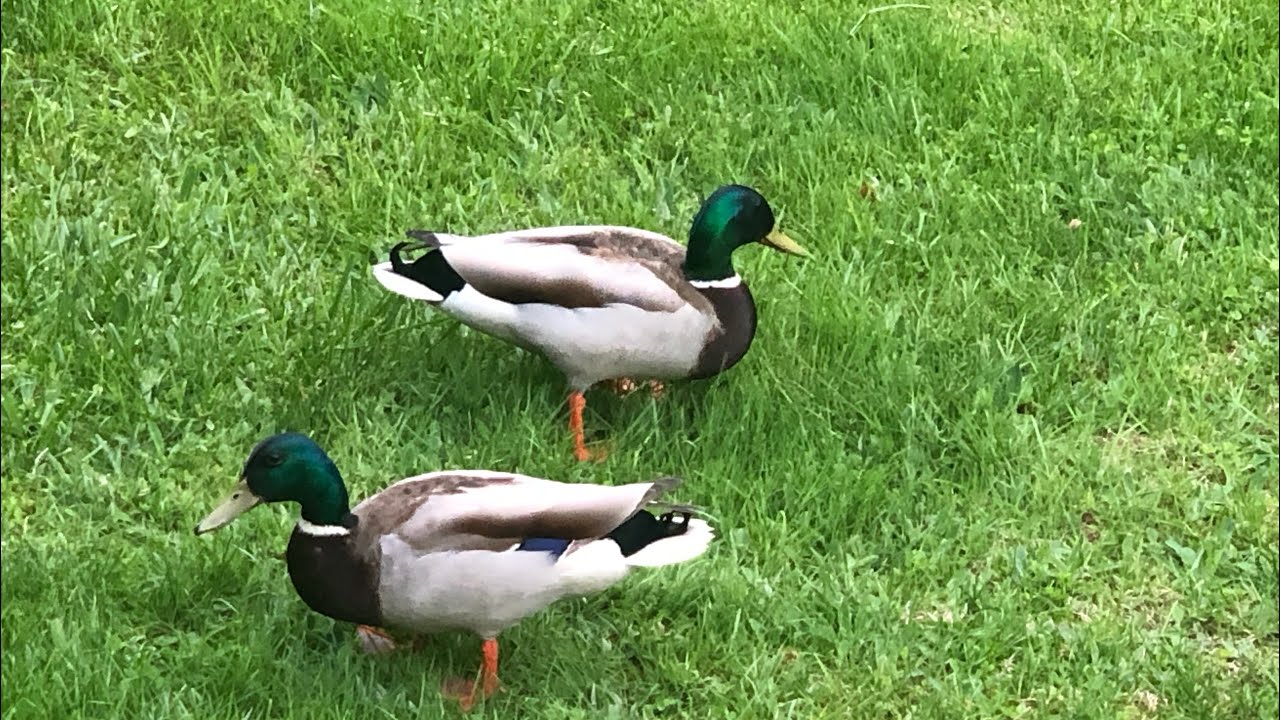 2 Talking male Ducks and Cat Abby watching - Vlog 18 #duck #nature ...