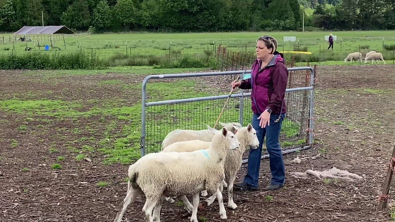 Rocky and Rein a Day at Fido’s Farm - YouTube