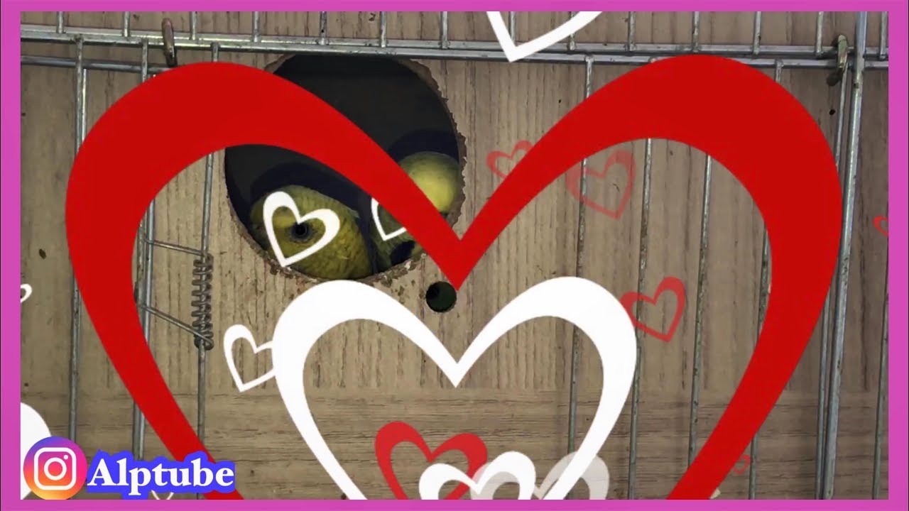 A k Ku lar Love Birds Dear Birds Kissing Birds Bird Sounds a-k-ku-lar-love-birds-dear-birds-kissing-birds-bird-sounds