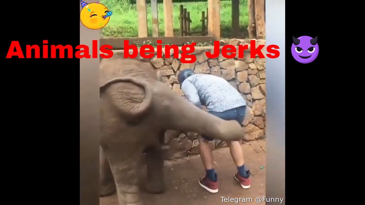 Animals are Jerks😎. Funny animal videos 😂. Funny Dogs and cats 😹 videos ...