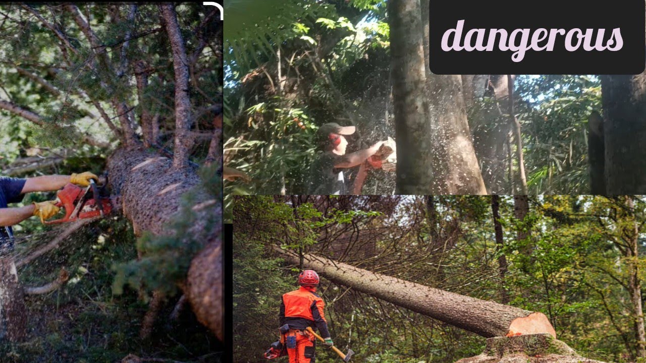 Dangerous Cutting tree 🌲🌴🌴🌴 😱😱 - YouTube