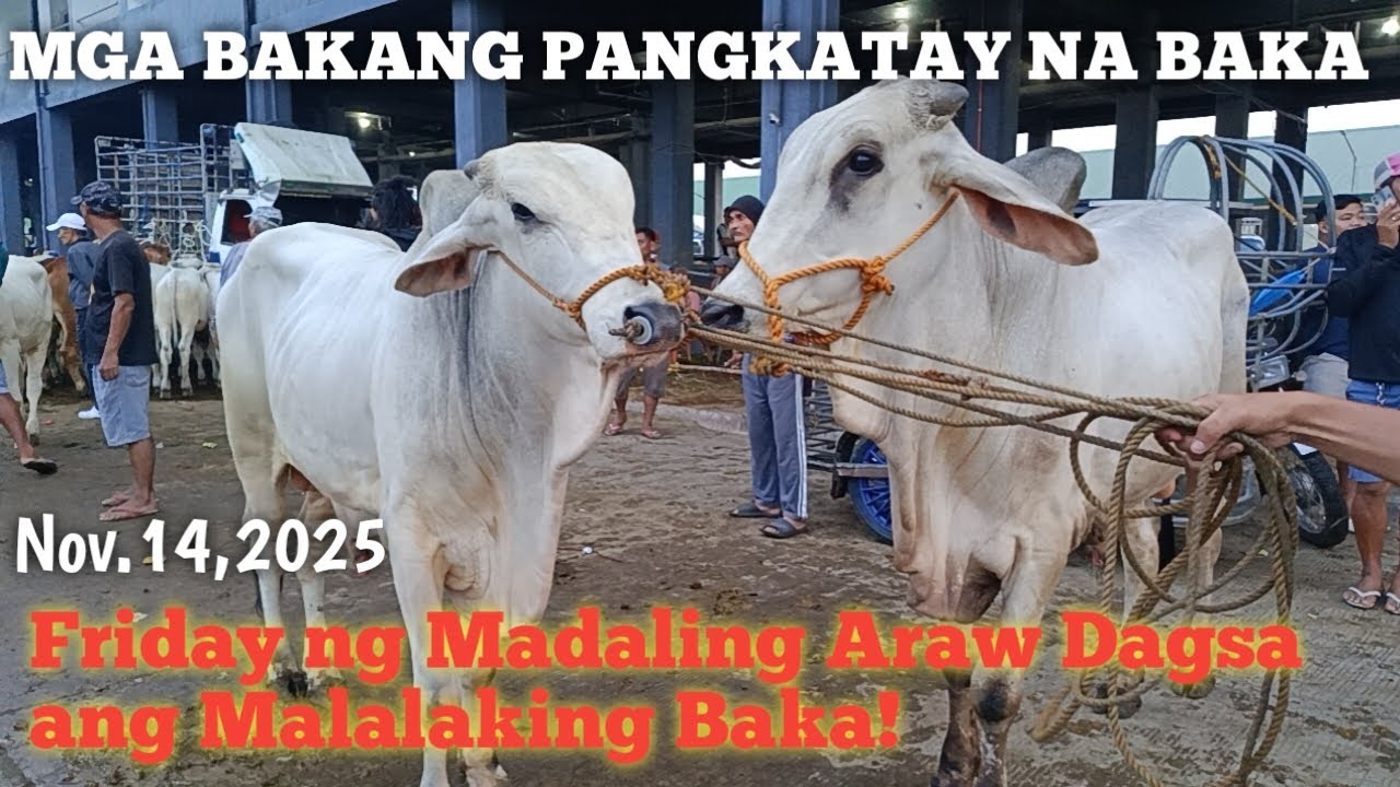 Dagsa ang mga Malalaking Pangkatay na Baka! - YouTube
