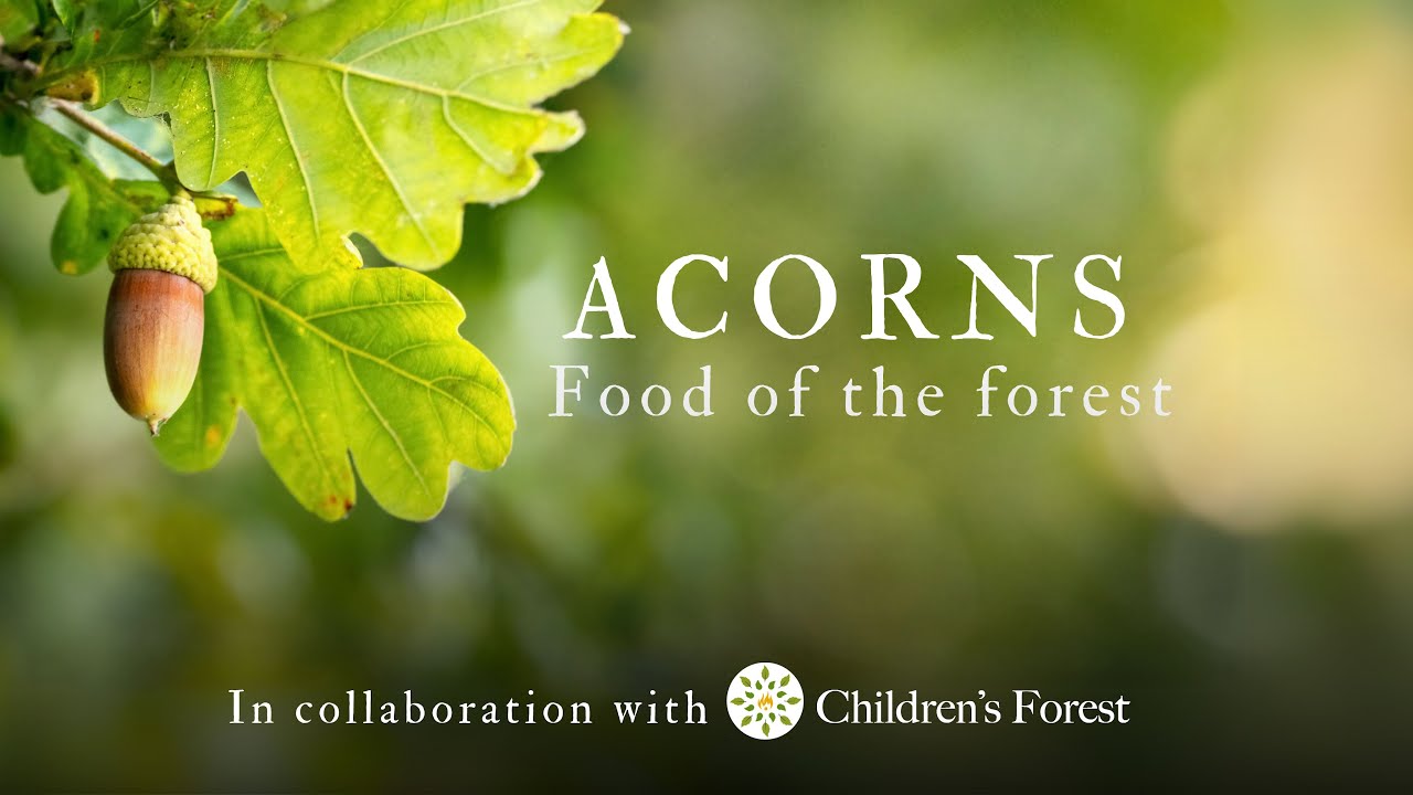 ACORNS; food of the forest - YouTube