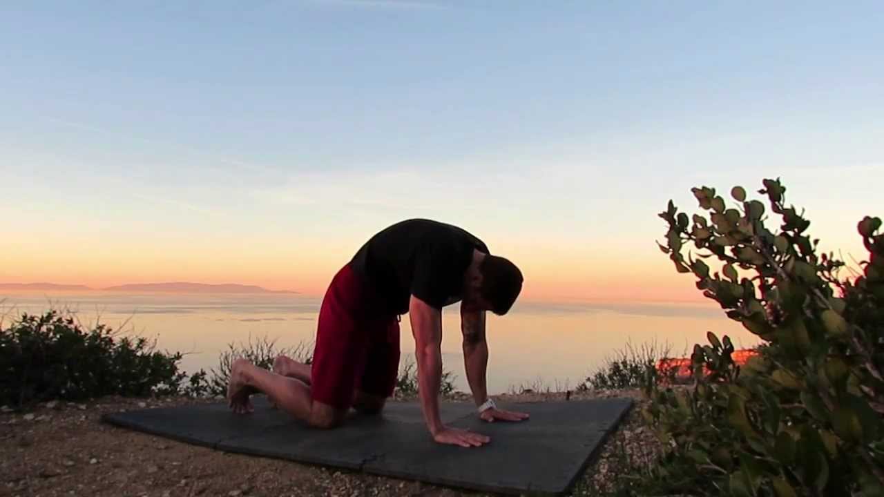 Cat & Dog Exercise - YouTube