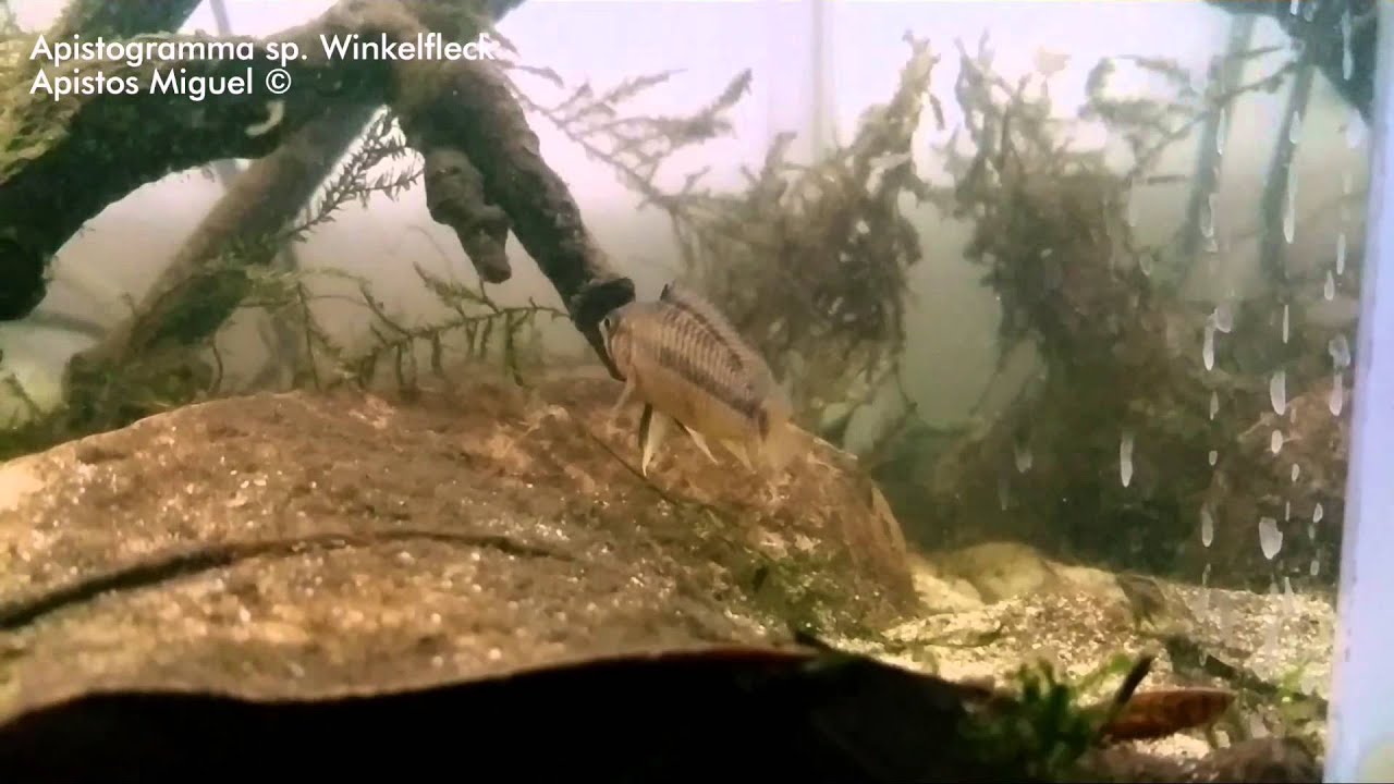 Apistogramma sp. Winkelfleck - YouTube
