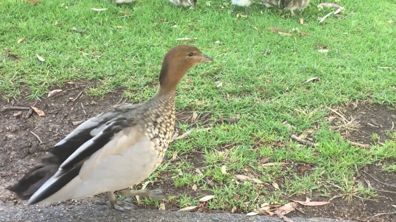 Ducks @ Adelaide Oval - YouTube