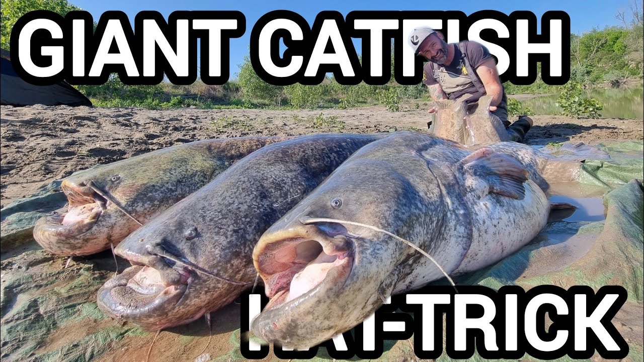 Fishing three giant 200 pounder fish in a little muddy river in Italy ...