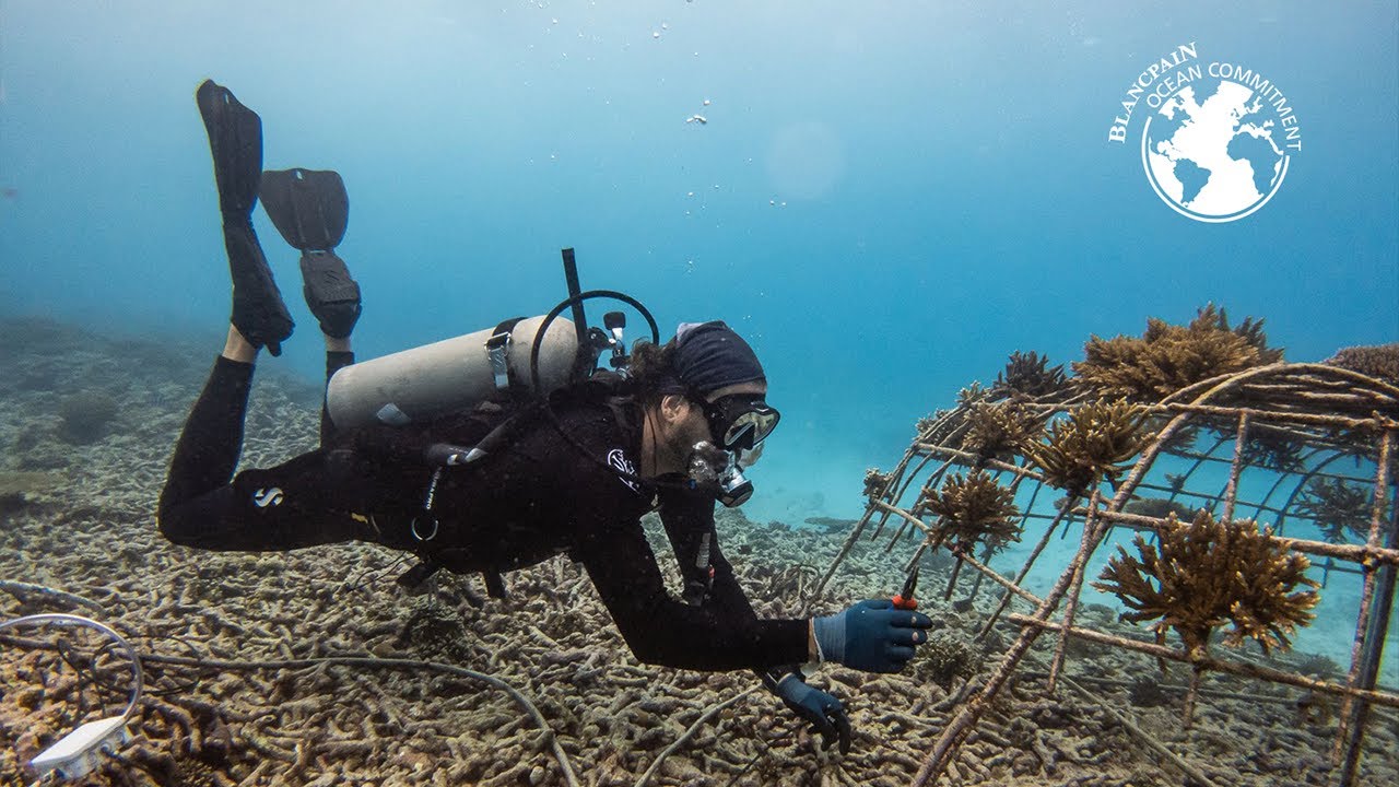 Conservation around Fregate Island Trailer - YouTube