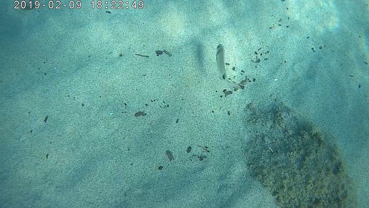 running fish for Cristina - YouTube