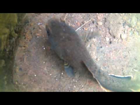 ikan cantik ini mulai langkah, bukan toman bukan gabus, [GALAK ABIS]