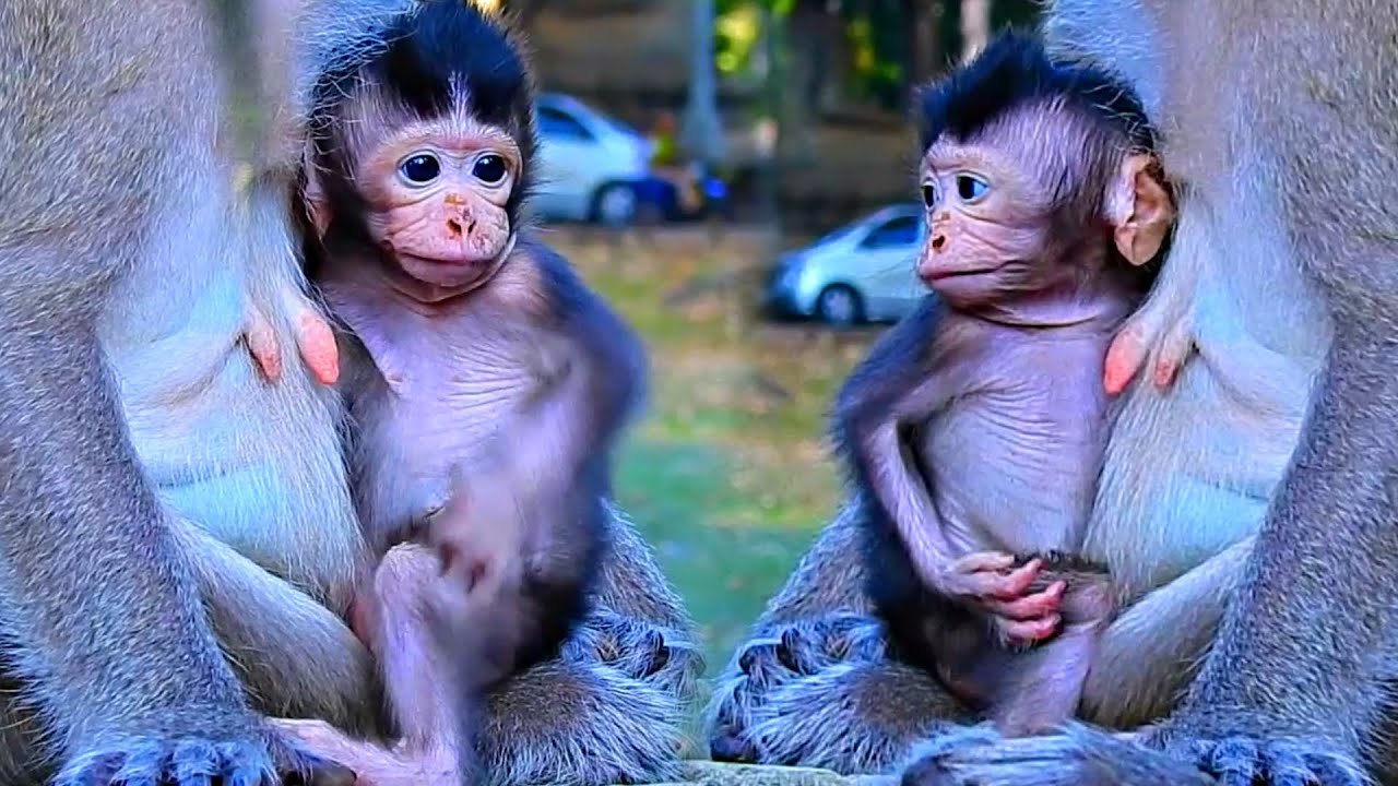 OMG What's Wrong With Baby NANAKO's Nose? The Natural Life Of Monkey In ...