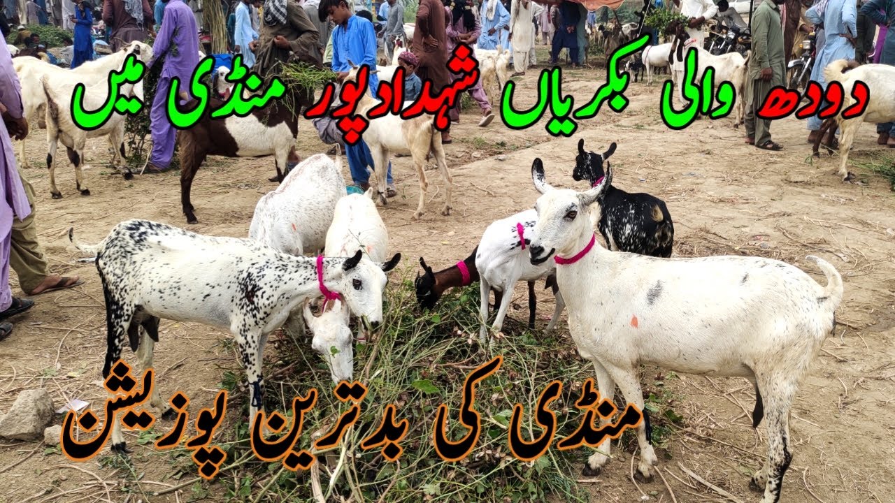 sindhi Goats breed in shahdadpur mandi - YouTube