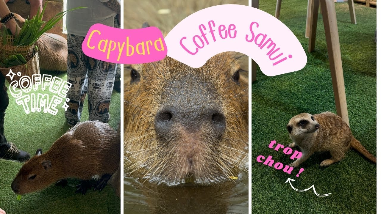 Capybaras à Koh Samui : les résidents les plus cools de l’île ! 🦫☕🏝️ ...