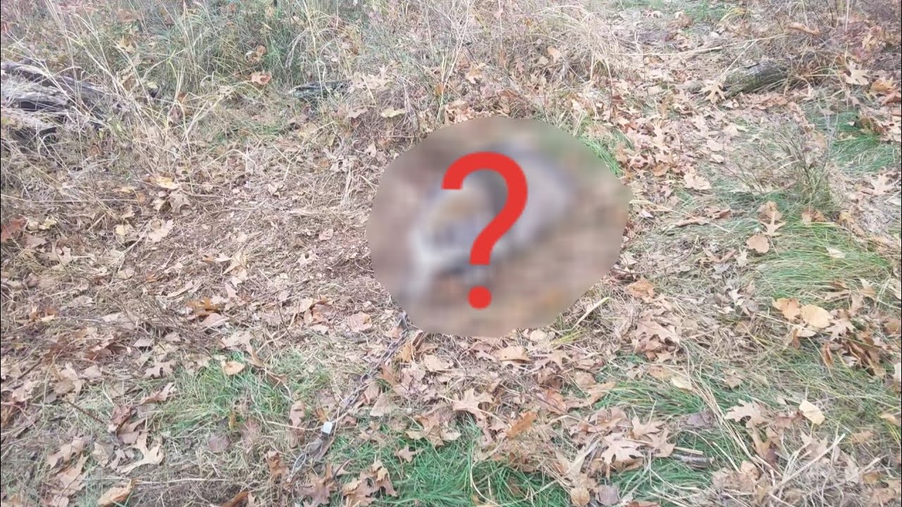 Trap checking S2 E2 - YouTube