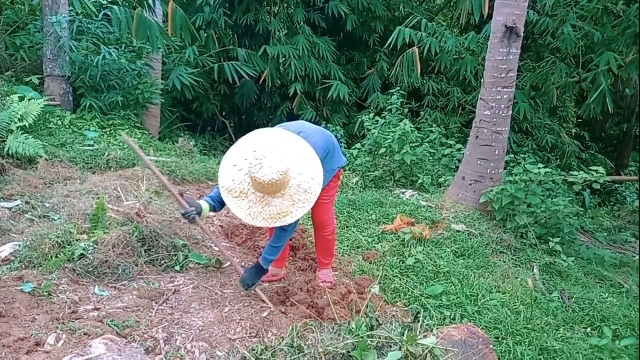 BUHAY BUKID pagtatanim ng sanpernando || planting taro root || buhay probinsya @-tgc- - YouTube