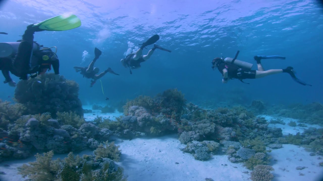 Sharm El Sheikh, Gordon Reef, at Tiran. November 2021 - YouTube