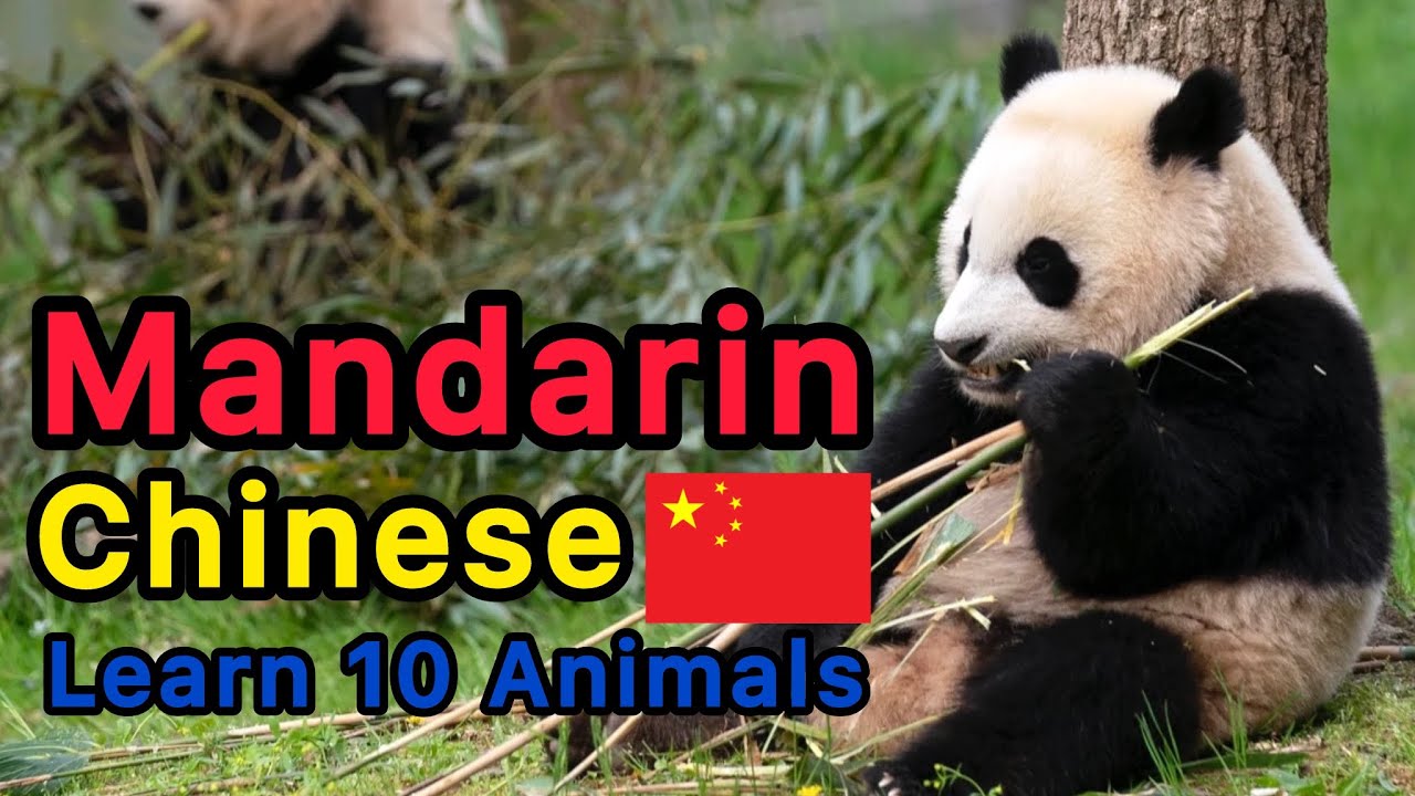 10 Animals in Mandarin Chinese | 十种动物的汉语 | Listening|Speaking ...