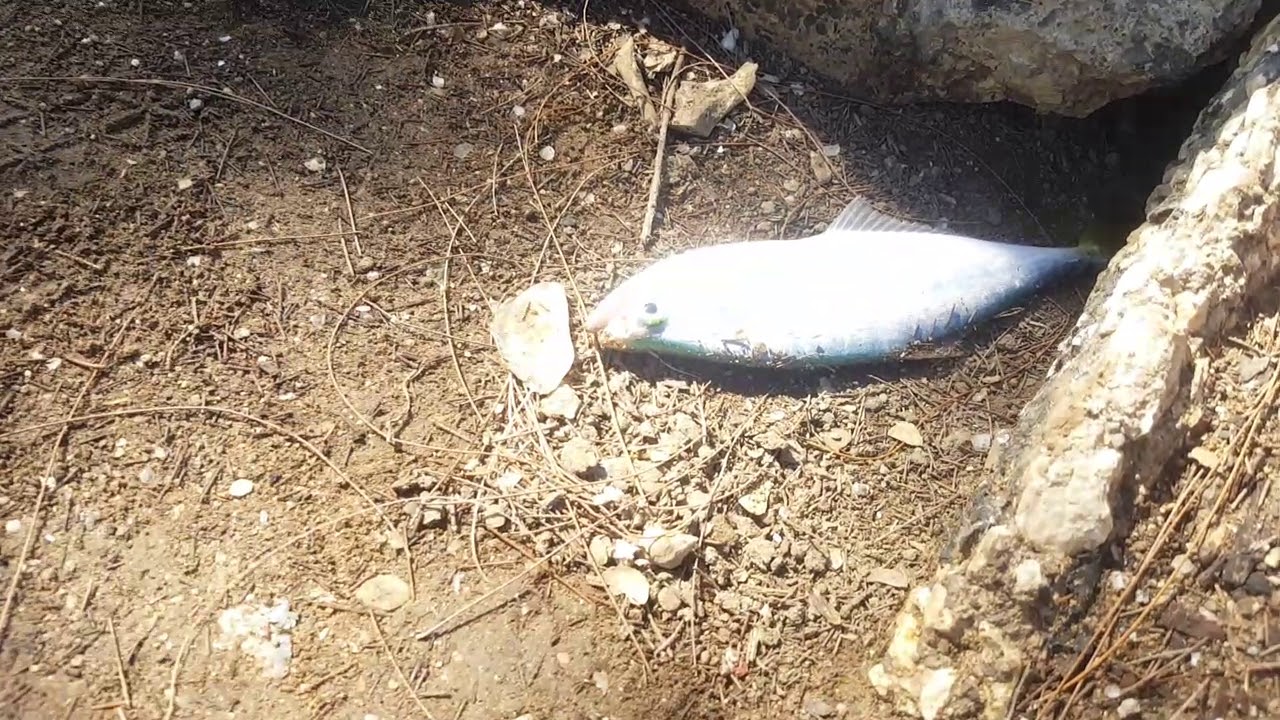 Deadly fish 🤘 - YouTube