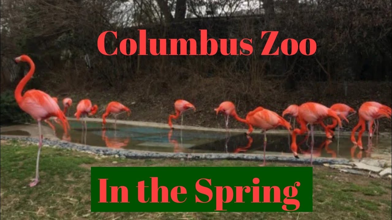 Columbus Zoo, in the spring - YouTube
