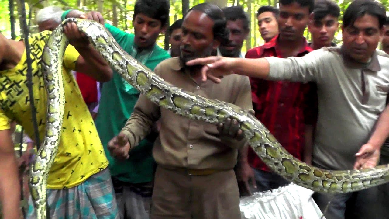 Snake master | Snake Catching | Razzak Biswas | BD Snake Channel | BD Snake Master | রাজ্জাক ...