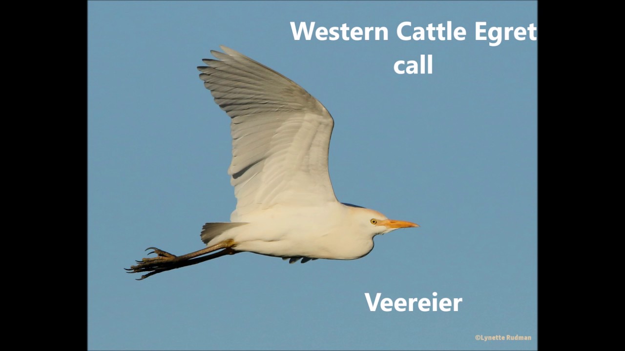 Western Cattle Egret Call - YouTube
