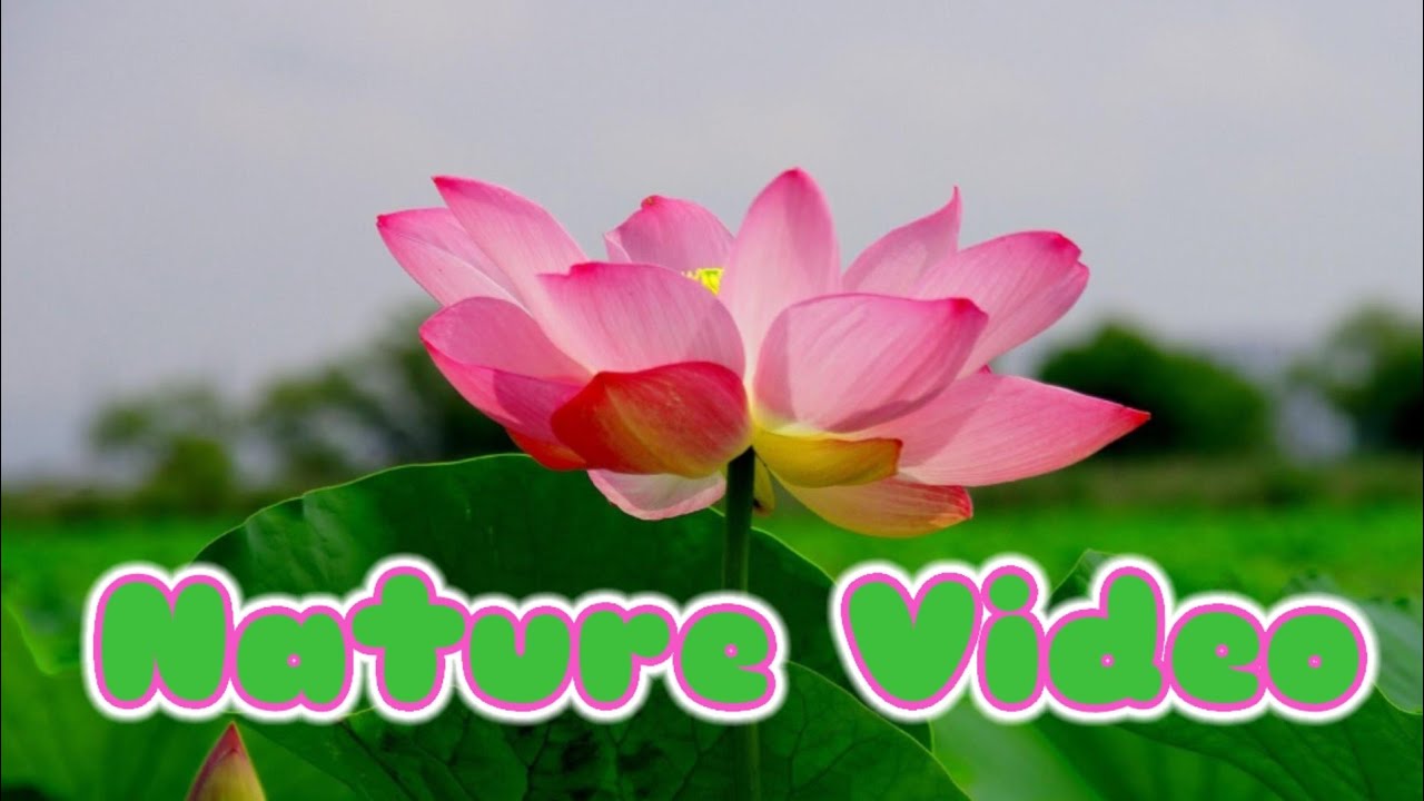 Nature Video For YouTube | Relaxing Nature Video | Nature Video YouTube ...