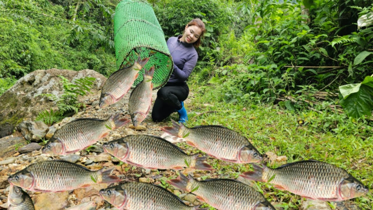 Ana set a fish trap in the stream and caught a large catch of fish ...