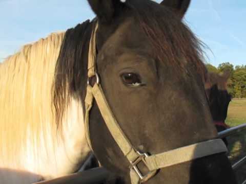 Wheezy Wink Horse - YouTube