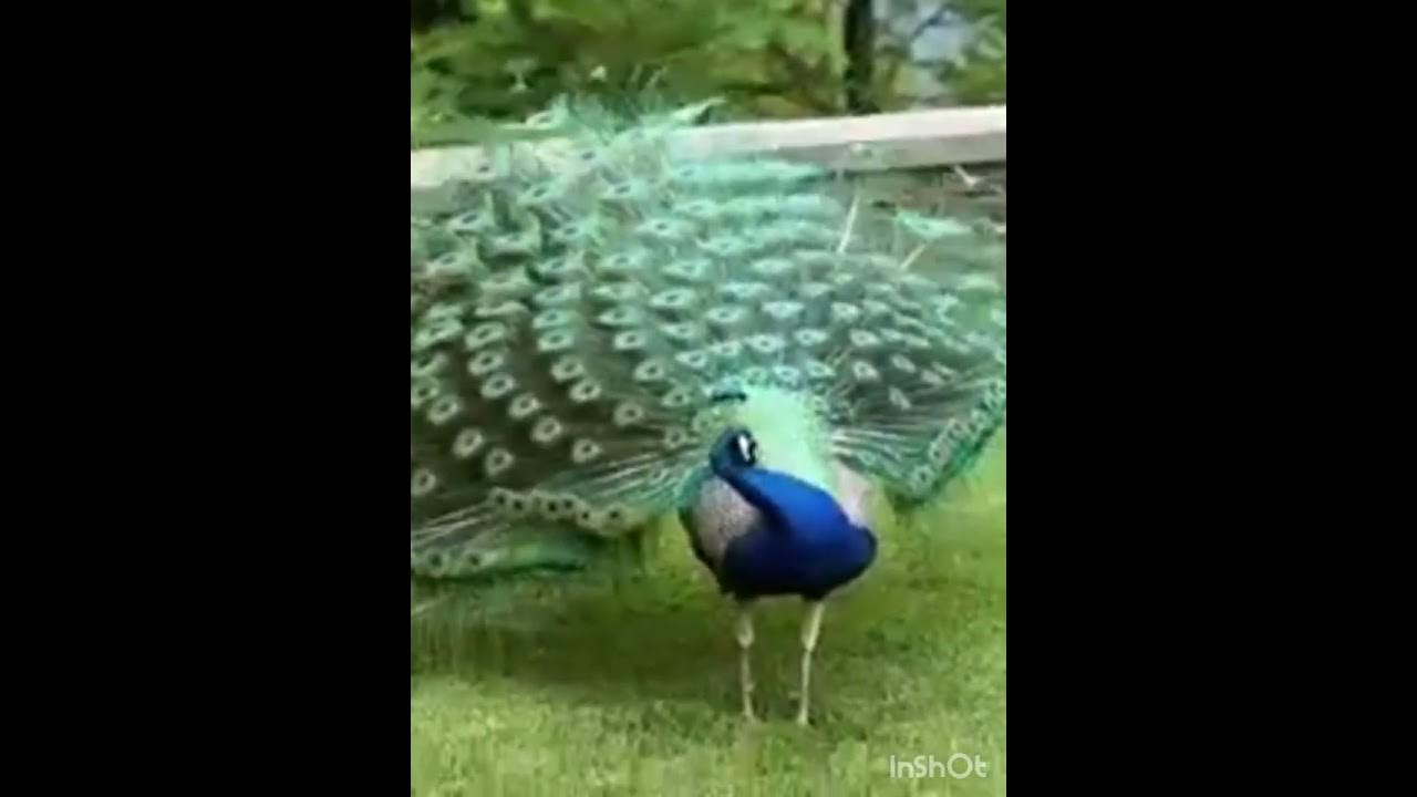 Peacock Enjoy Rainy With Peacock Dance π¦π¦π¦π¦π¦π¦π¦π§οΈπ§οΈπ§οΈπ§οΈπ§π§π§π§ Youtube