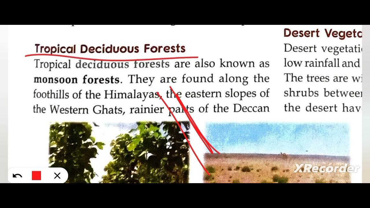 class 6 geography chapter 10 Natural Vegetation and Wildlife - YouTube