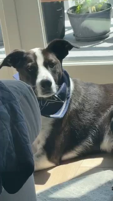 Hey doggos! The key to avoiding baths with your daddy to tip toe ...