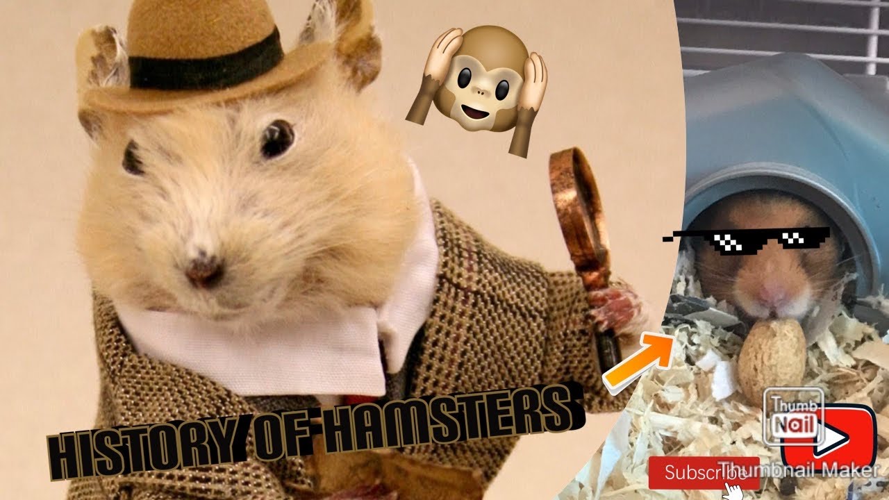 History of hamsters 🐹 - YouTube