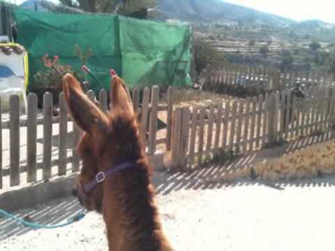 Morris the non-Singing Donkey