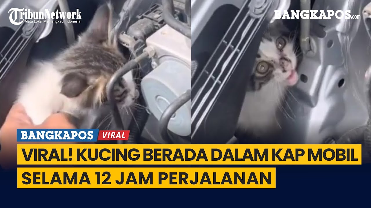 Viral! Kucing Berada Dalam Kap Mobil Selama 12 Jam Perjalanan - YouTube