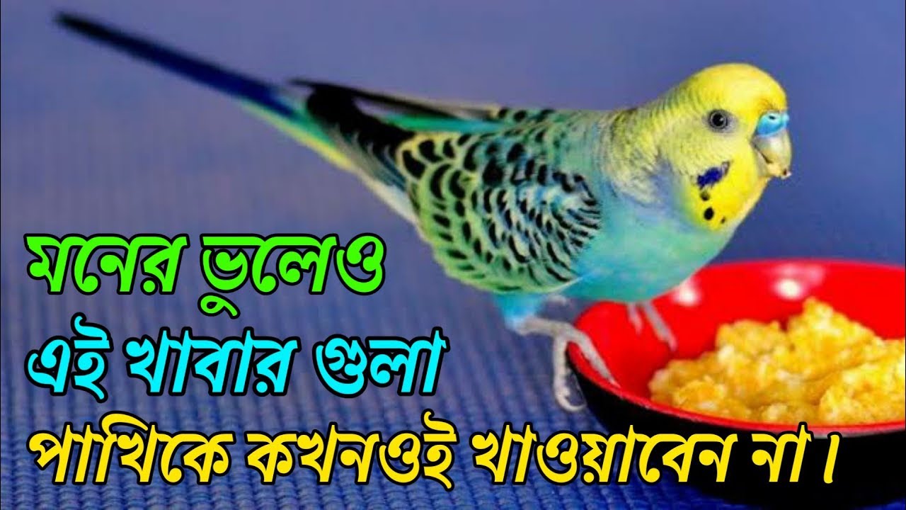 সাবধান যে খাবার খাওয়ালে পাখি মারাও যেতে পারে | পাখি পালন বাংলা | Pakhi ...