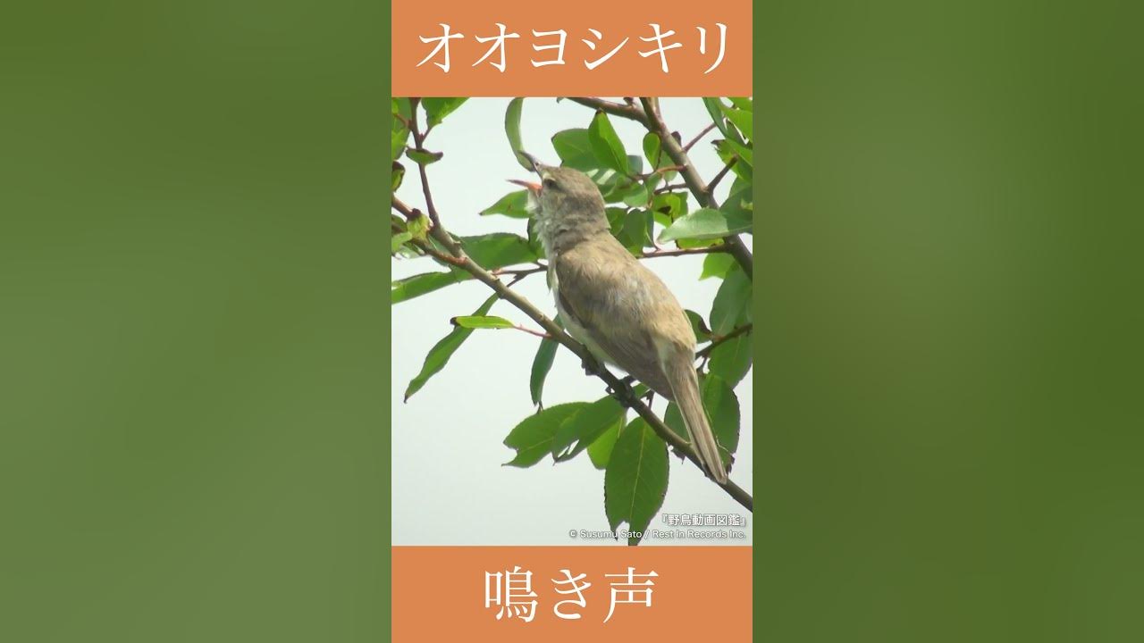 オオヨシキリの鳴き声 | さえずり | 野鳥動画図鑑 #shorts - YouTube