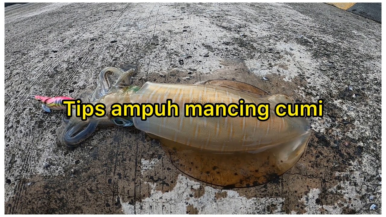 Macing cumi || tips ampuh mancing cumi - YouTube