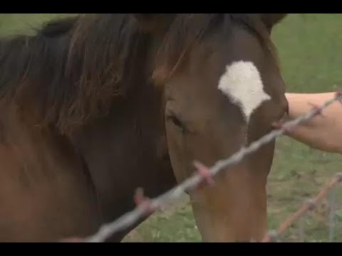 Mountain lion sightings reported in Clinton County