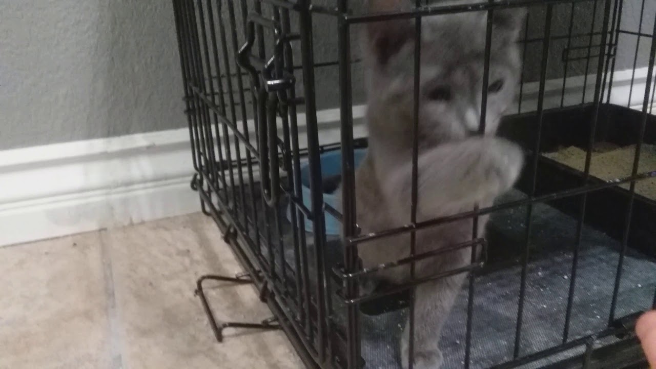 Silver the cat - YouTube