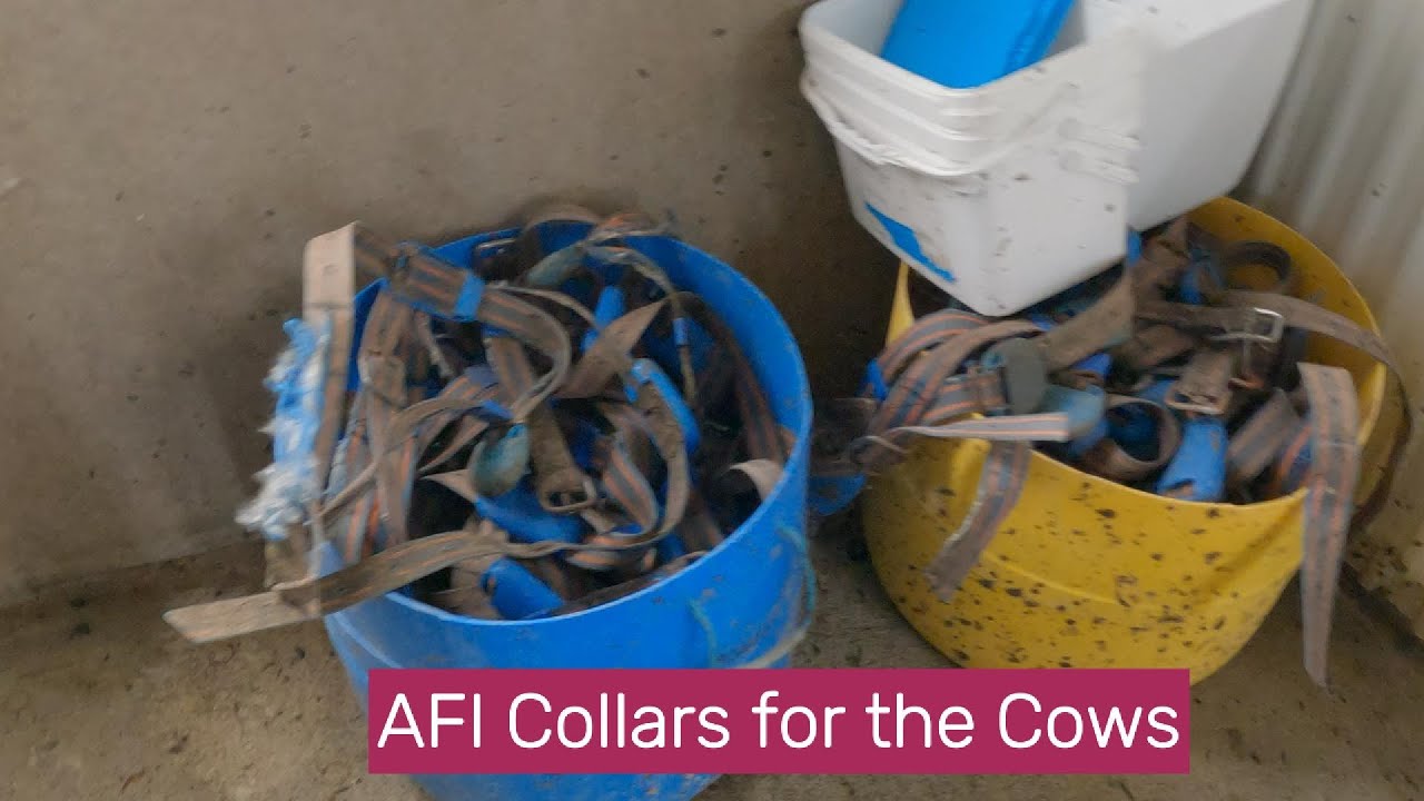 Afi collars for the new arrived! #dairyfarmingnz - YouTube