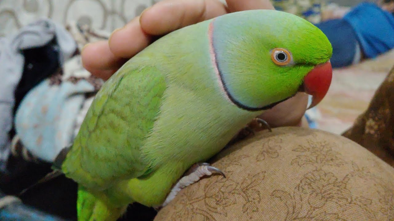 My Mitthu Saying Mera Naam Mitthu Hai 😍🦜🥰 - YouTube