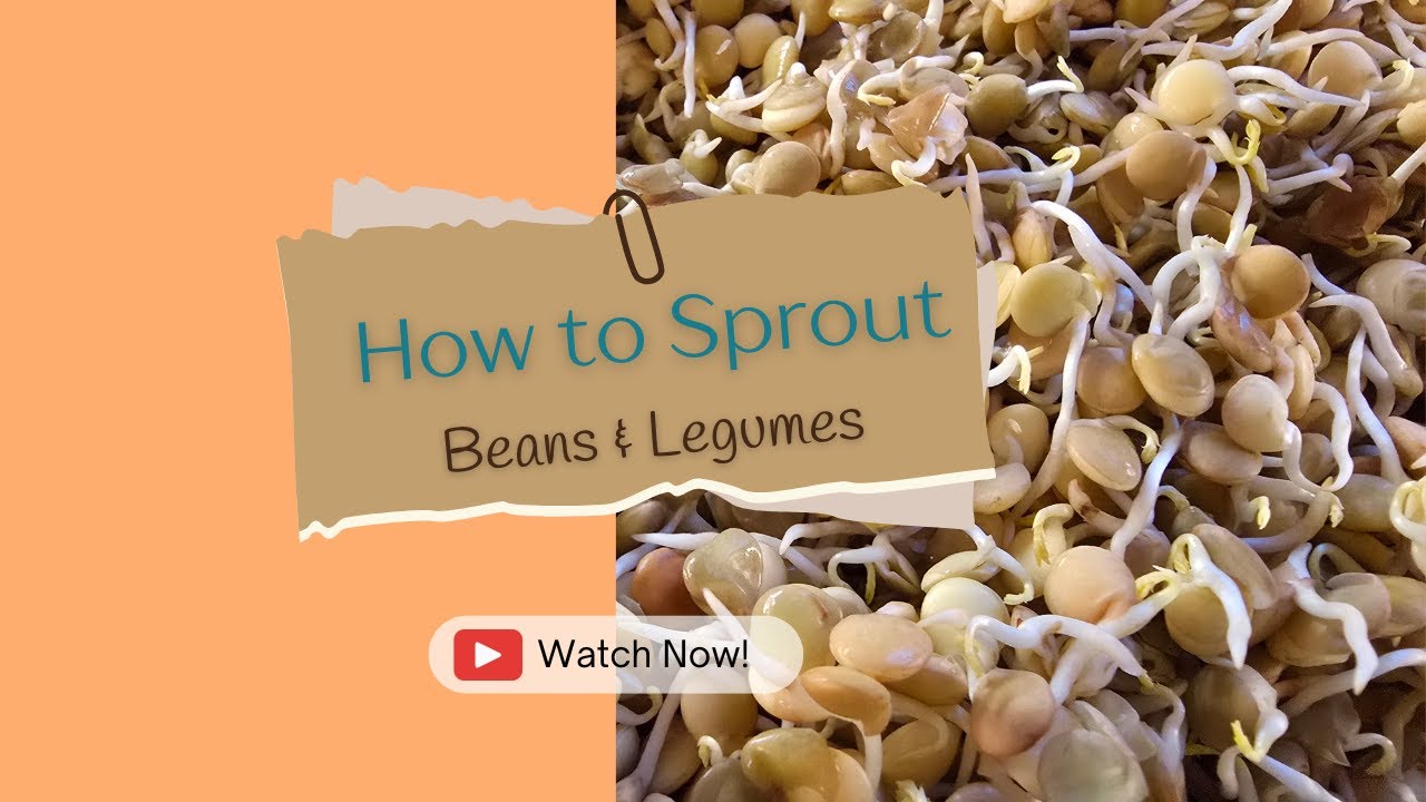 How to Sprout Beans & Legumes: Boost Vitamin C by 1000% - Easy DIY ...