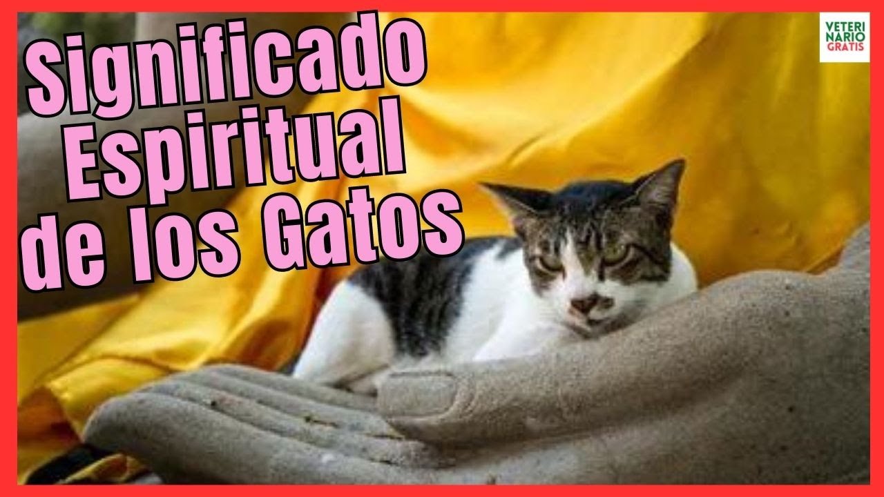 💖 SIGNIFICADO ESPIRITUAL DEL GATO 💖 LA HISTORIA DE BUDA Y LOS GATOS ...