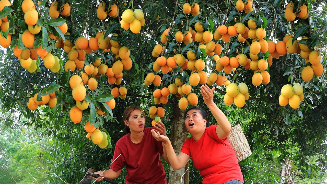 Two sister picking Gandaria Mango fruit tree Fruit for eating - She are ...