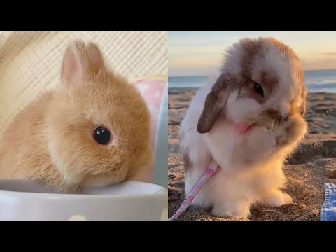 🐰 Cute Holland Lop: The Most Adorable Lop-Eared Bunny! 💕